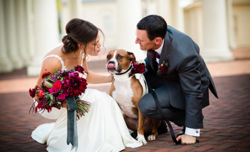 🥇 32 photos that prove your pet should be at your wedding - Wedding ...