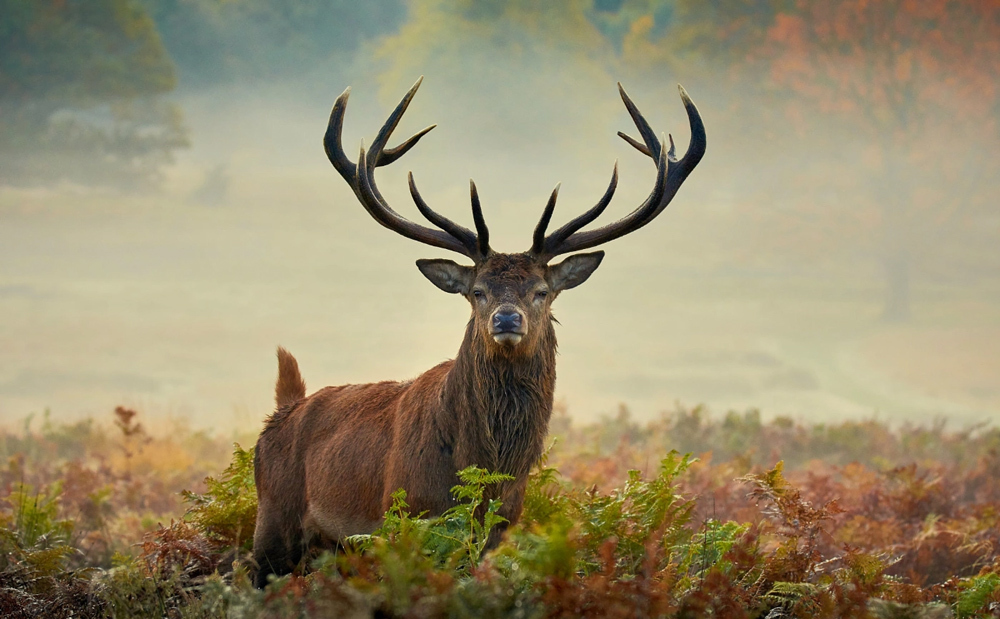 What Is A Stag Man 
