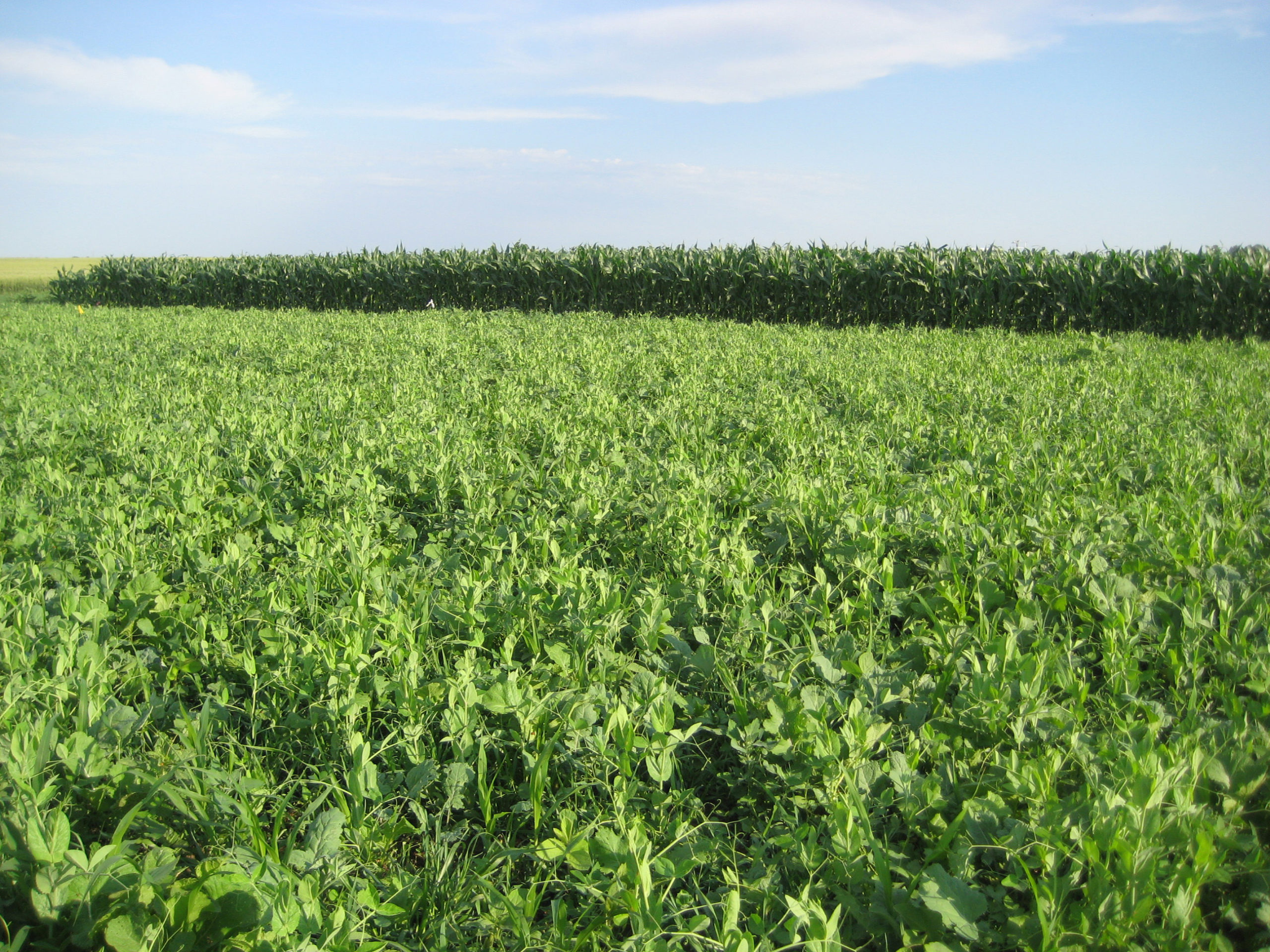 What Is The Best Cash Crop For A Small Farm What Is The Best Cash Crop For A Small Farm